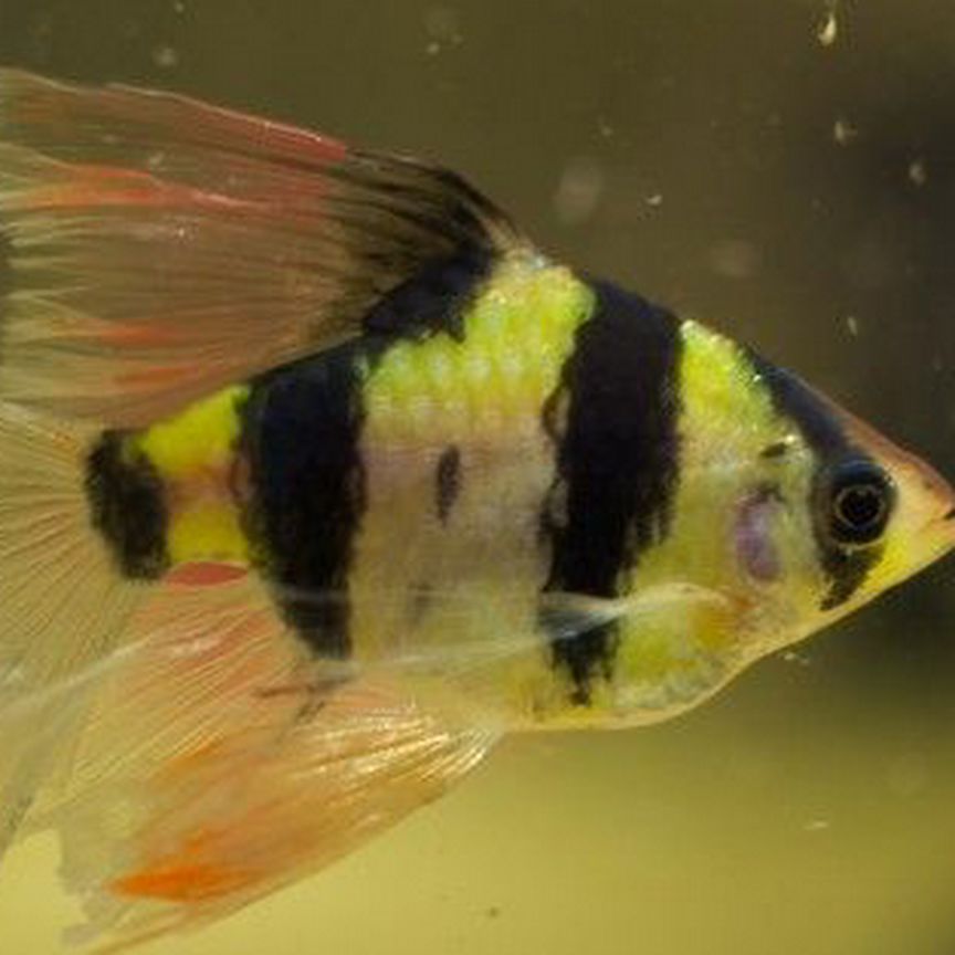 Суматранский вуалевый барбус