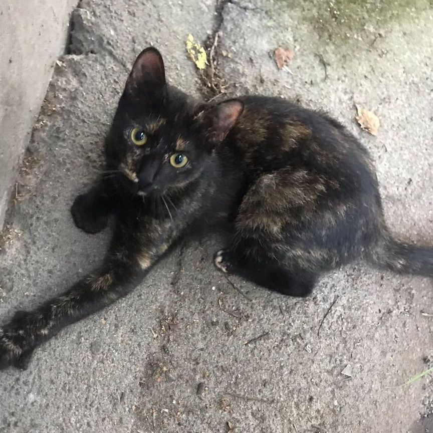 Черепаховая кошка в добрые руки