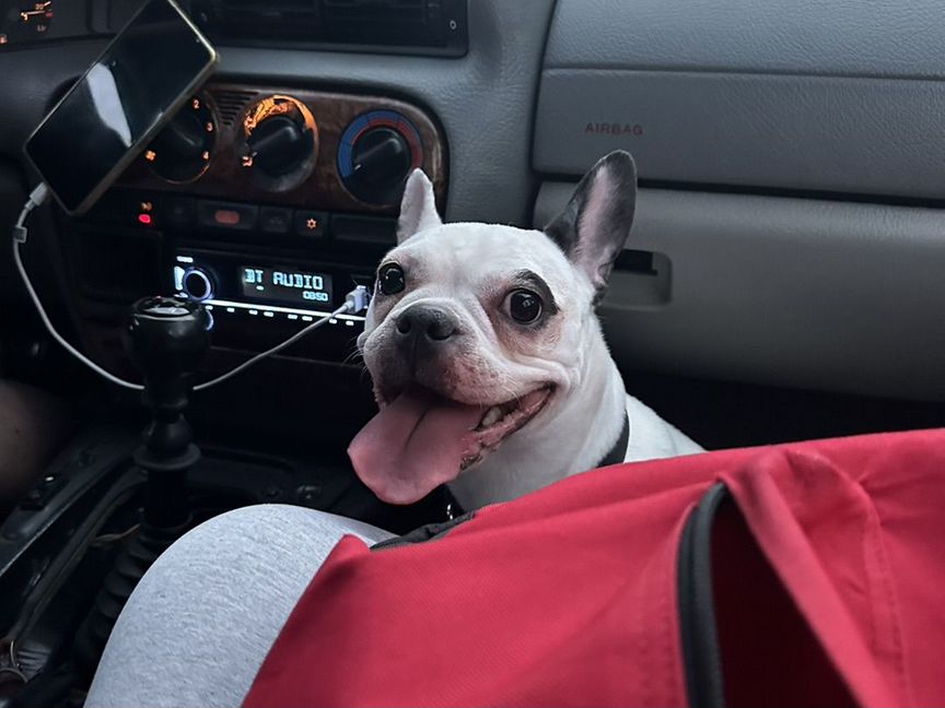 Французский бульдог фенотип