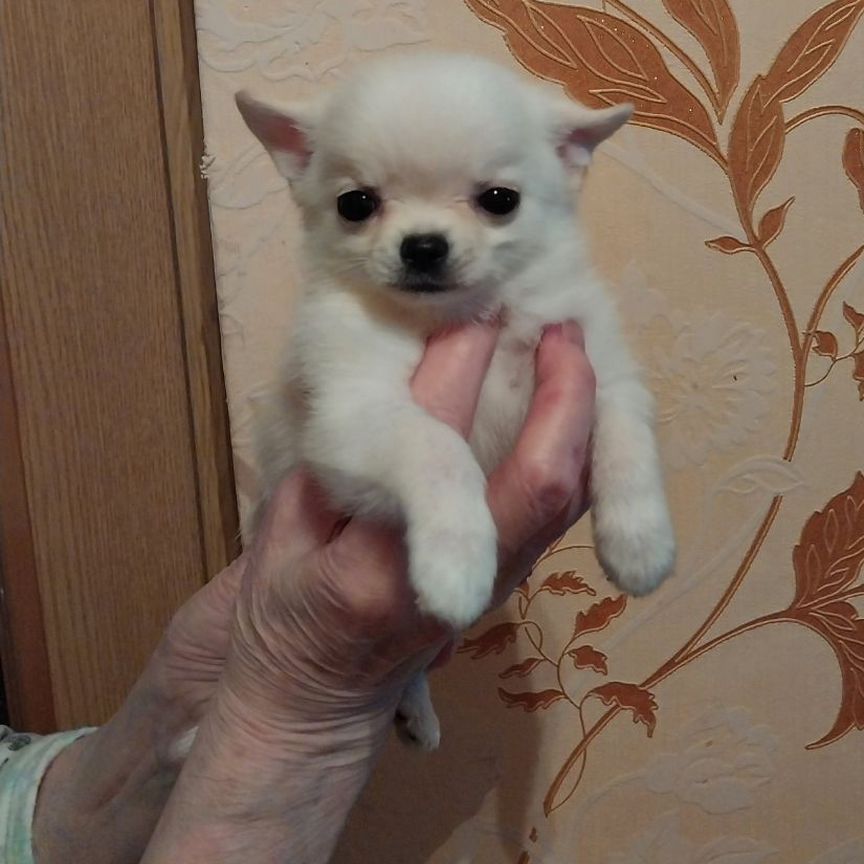 Чихуахуа, щенок