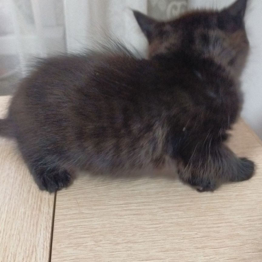 Черная красотка ищет новый дом. Девочка