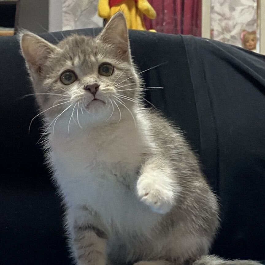 Отдам котенка в добрые руки