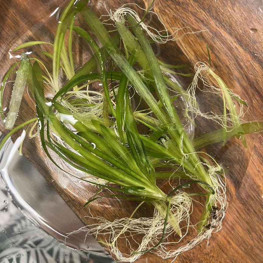 Аквариумное растение