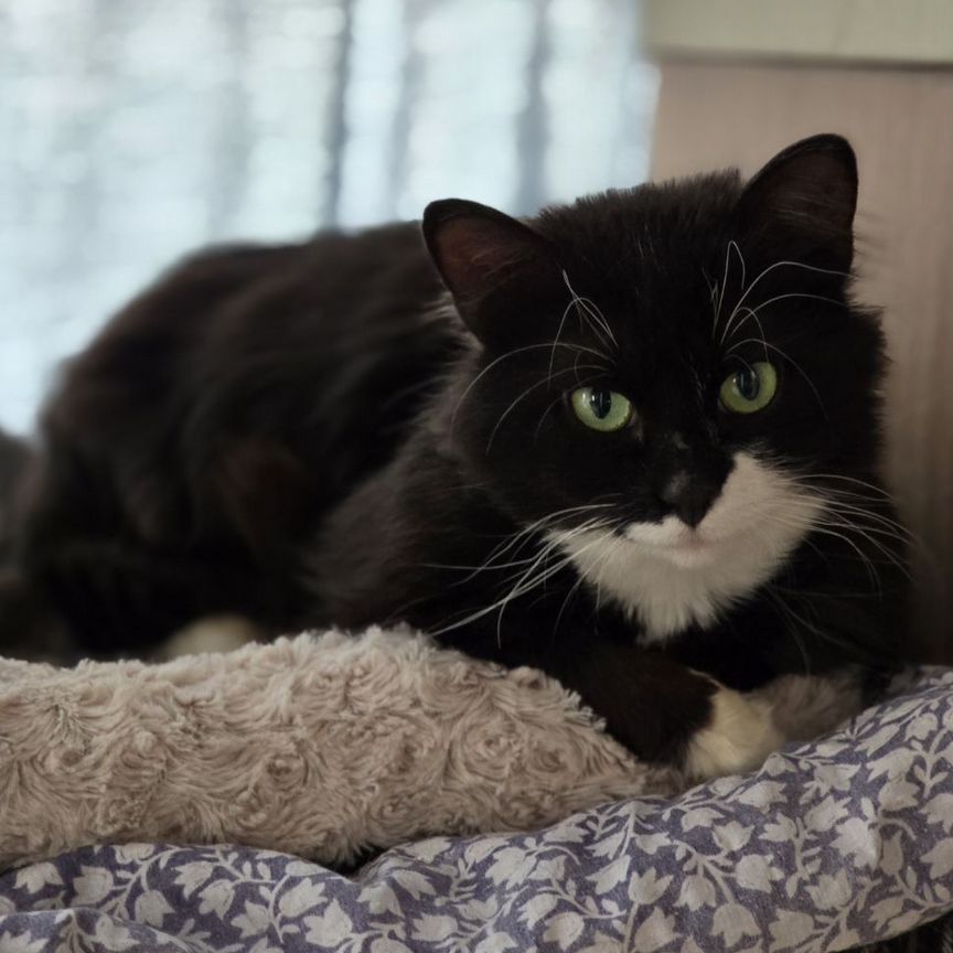 Взрослый кот в добрые руки