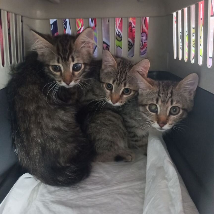 Котята 3,5 мес