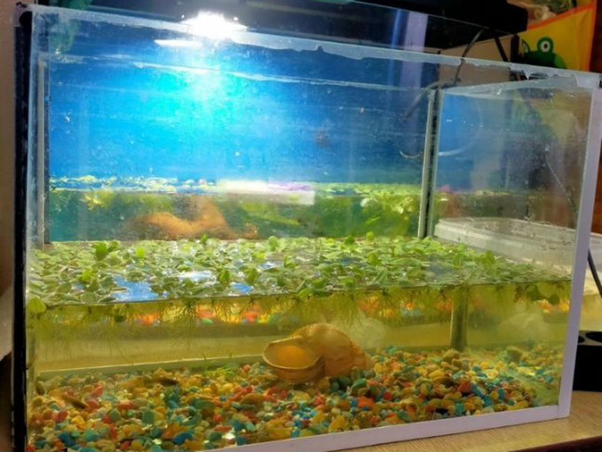Аквариум