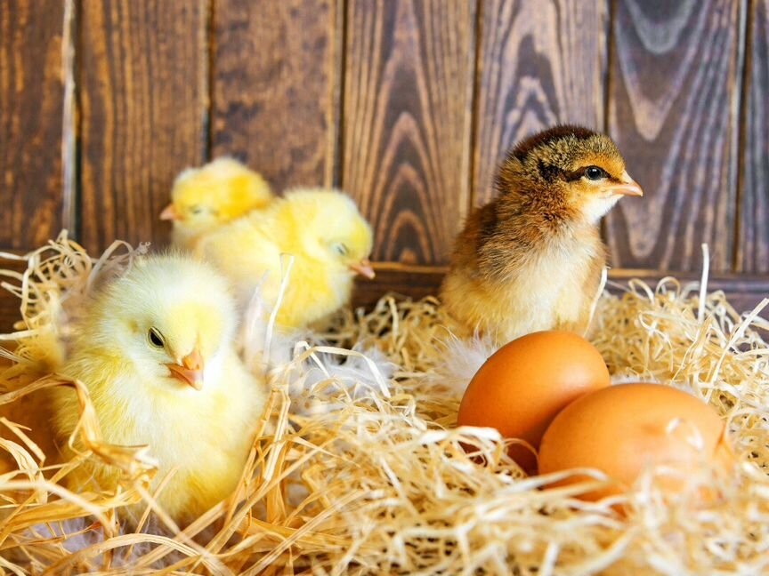 Инкубационные яйца, цыплята, молодки