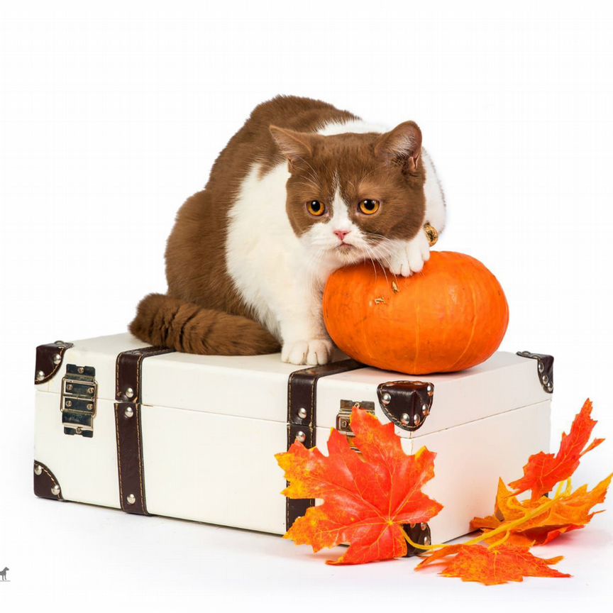 Британский короткошёрстный котёнок