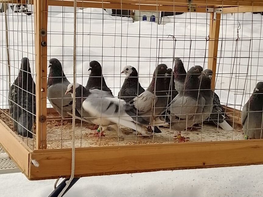 Голубитипплеры