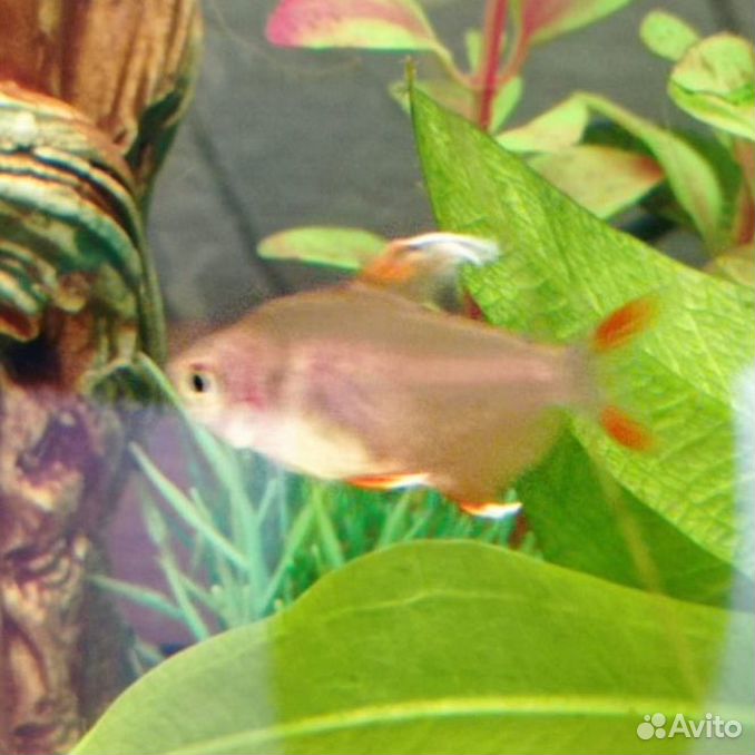 Аквариумные рыбки Орнатус
