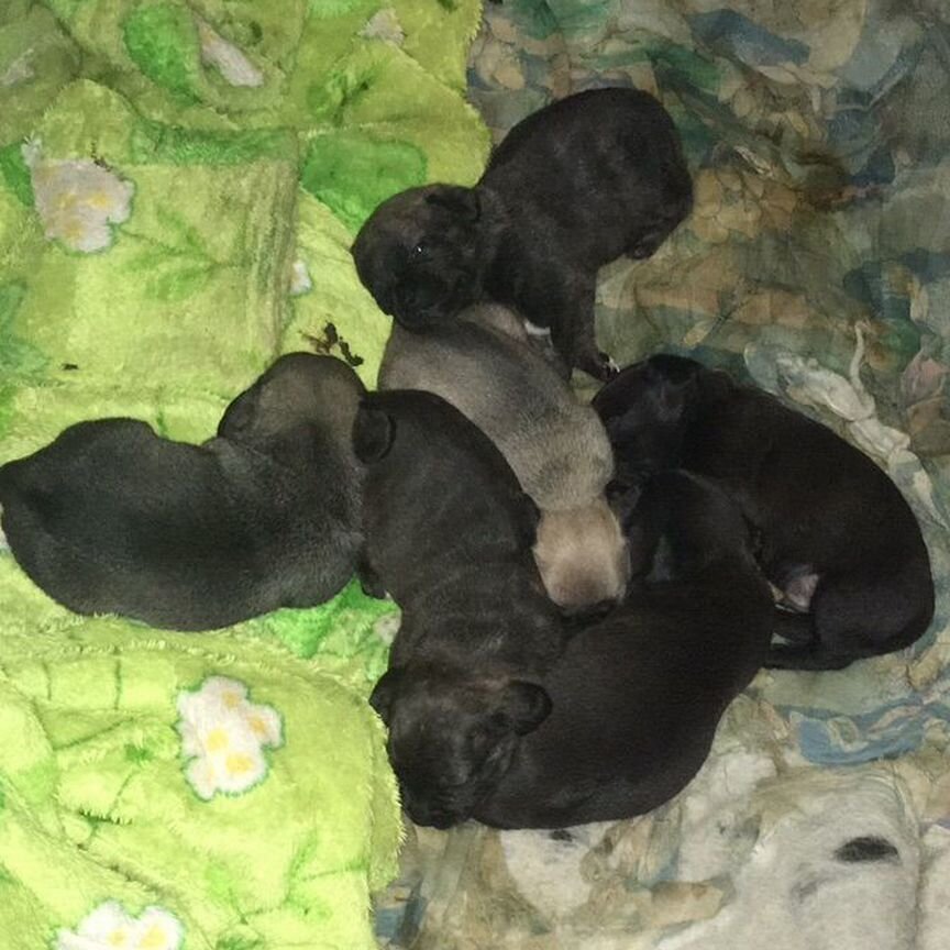 Собака в добрые руки отдам бесплатно