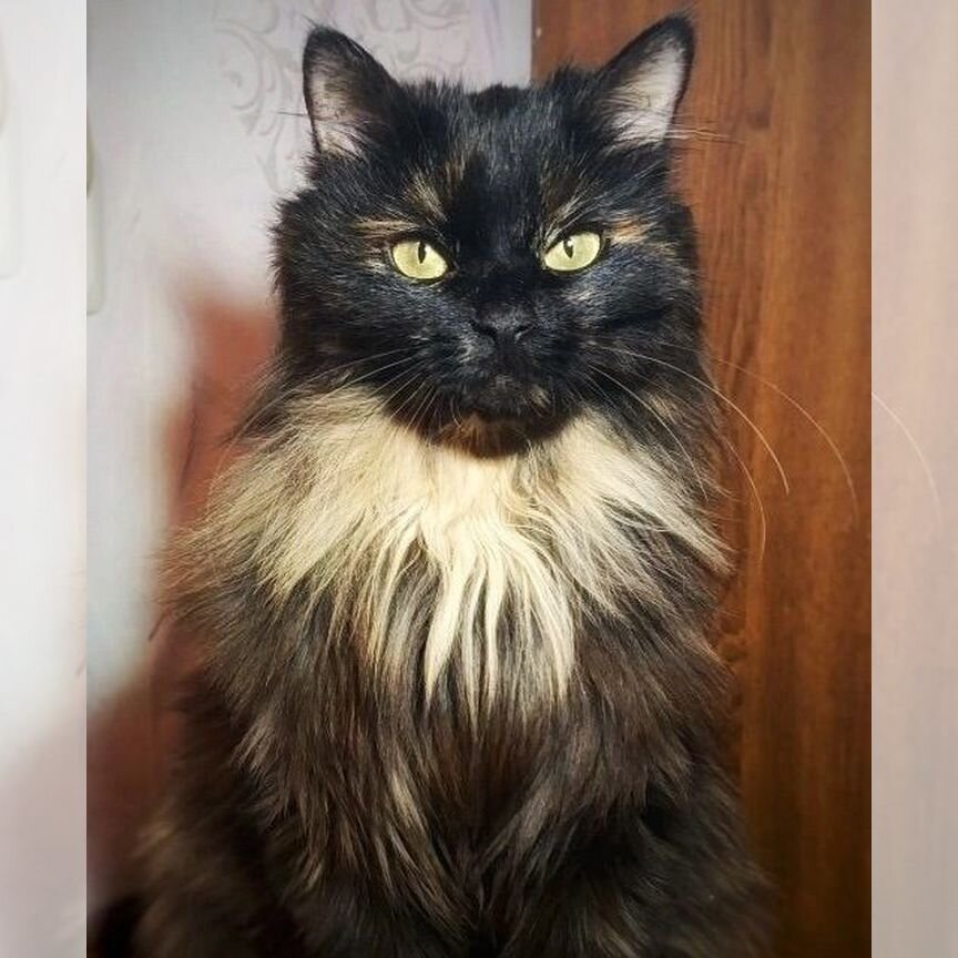 Кошка в добрые руки
