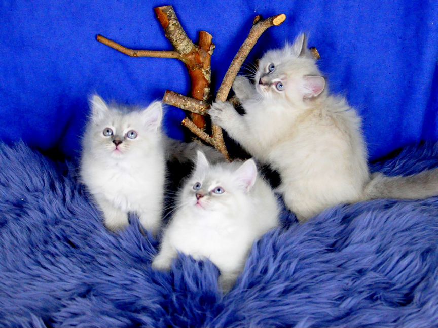 Невская маскарадная