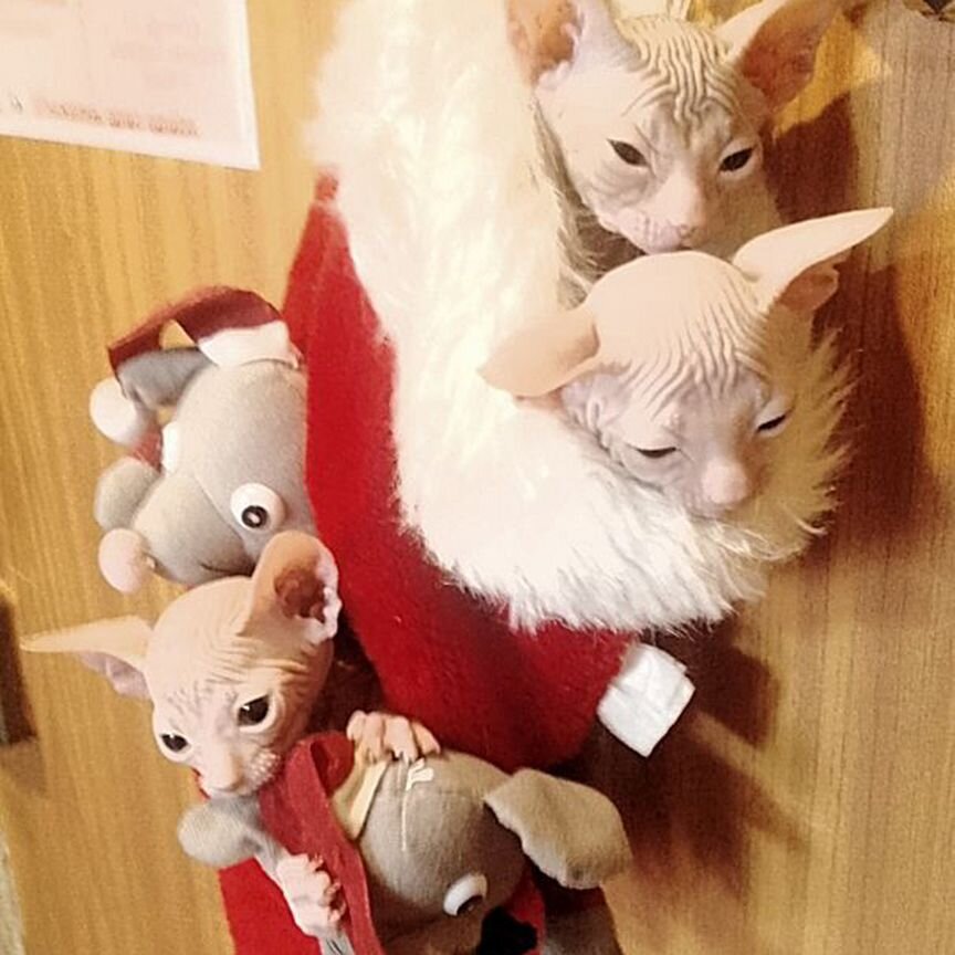 Донской сфинкс котята