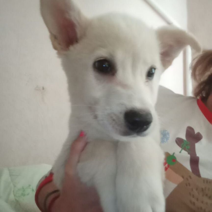 Мальчик по имени Умка 3,5 мес