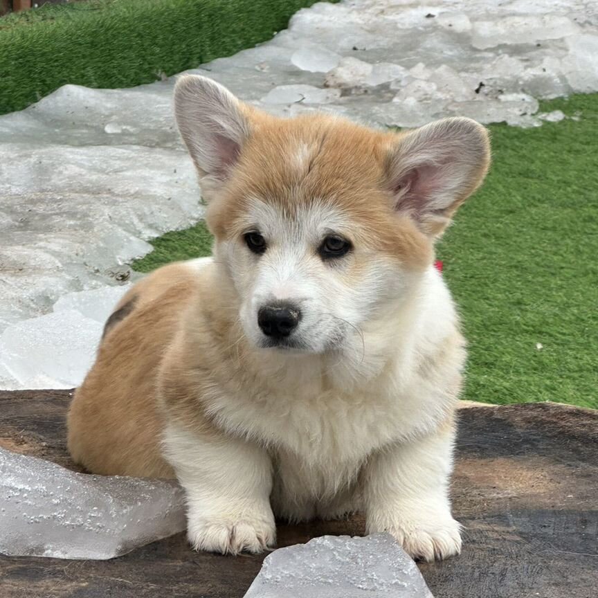 Корги в самаре