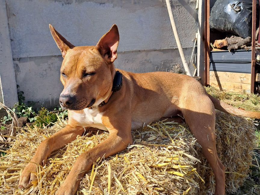 Собака в добрые руки отдам бесплатно