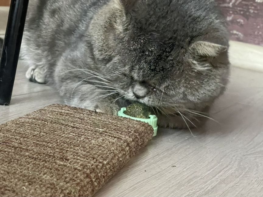 Кот в добрые руки