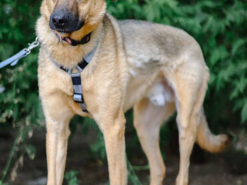 Молодой Лео живёт в приюте