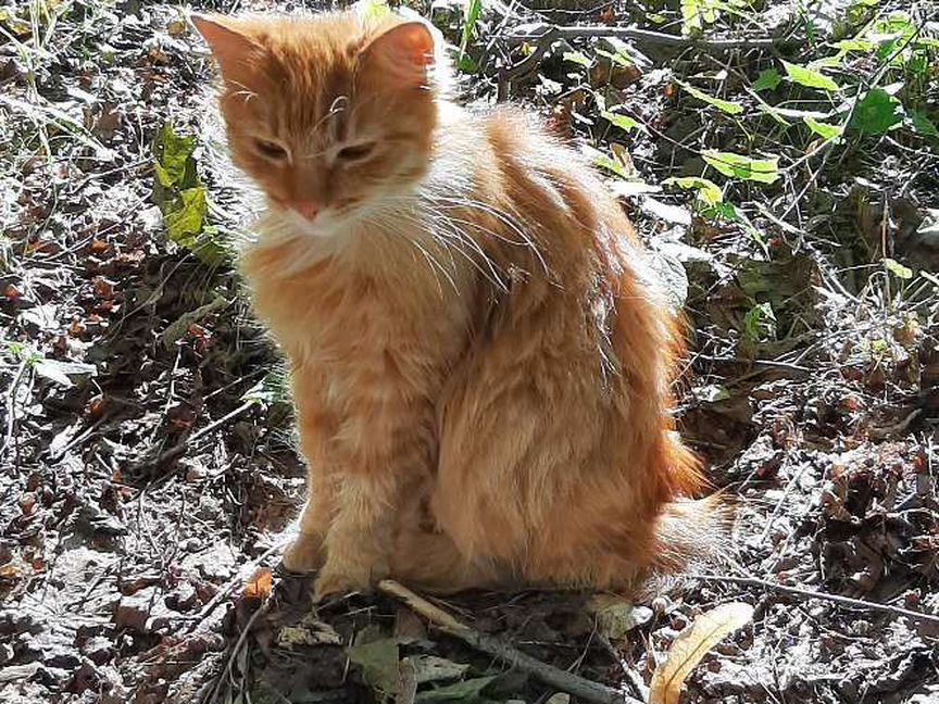 Найдена кошка котёнок
