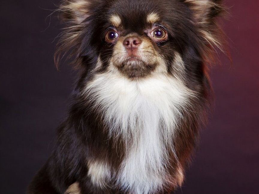 Чихуахуа вязка