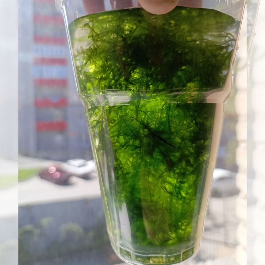 Мох аквариумный прополка