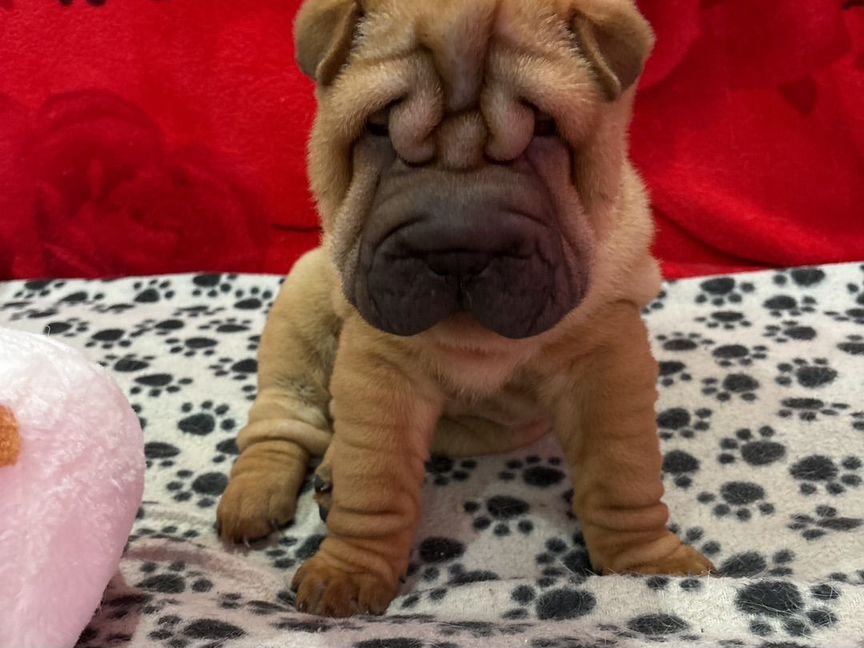 Щенки шарпей