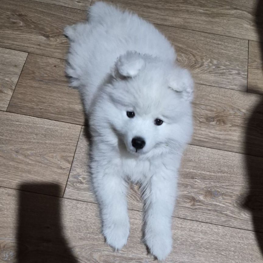 Самоедская собака, щенок