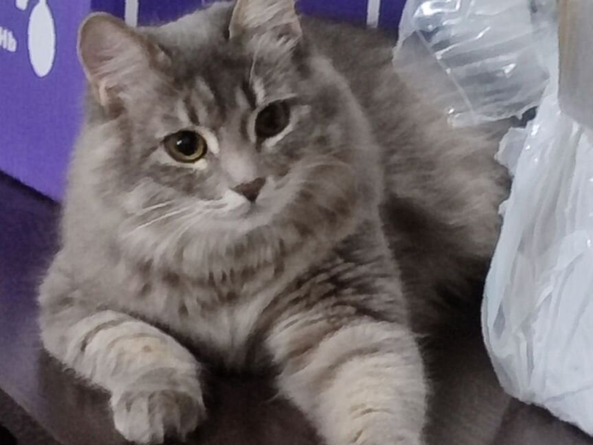 Котёнок Нибелунга