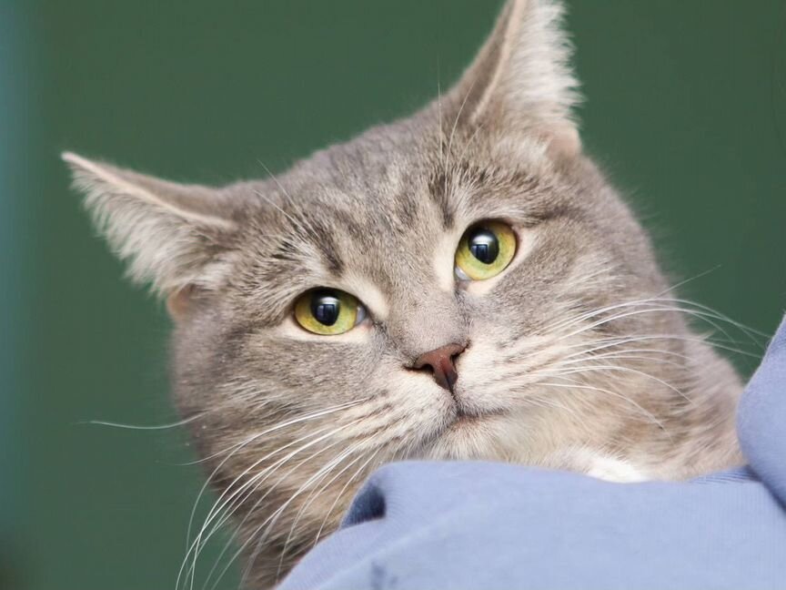 Кошка Фелисити давно ждет вас