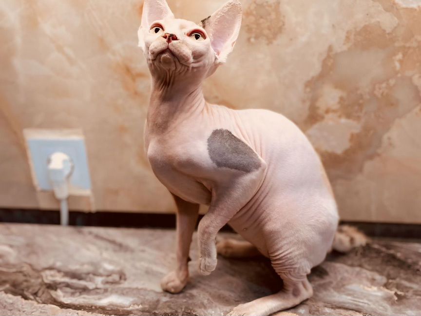 Канадский сфинкс