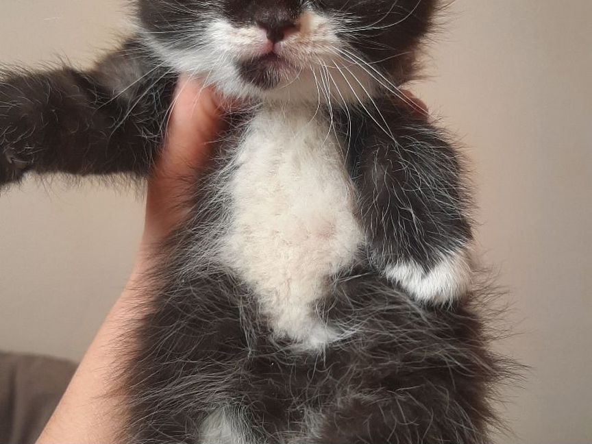 Вислоухие котята
