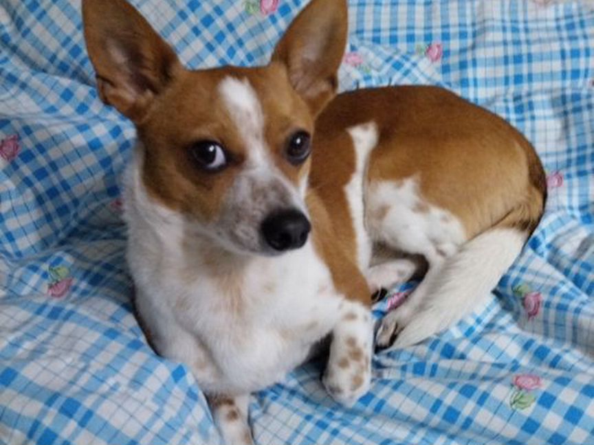 Кабель для случки