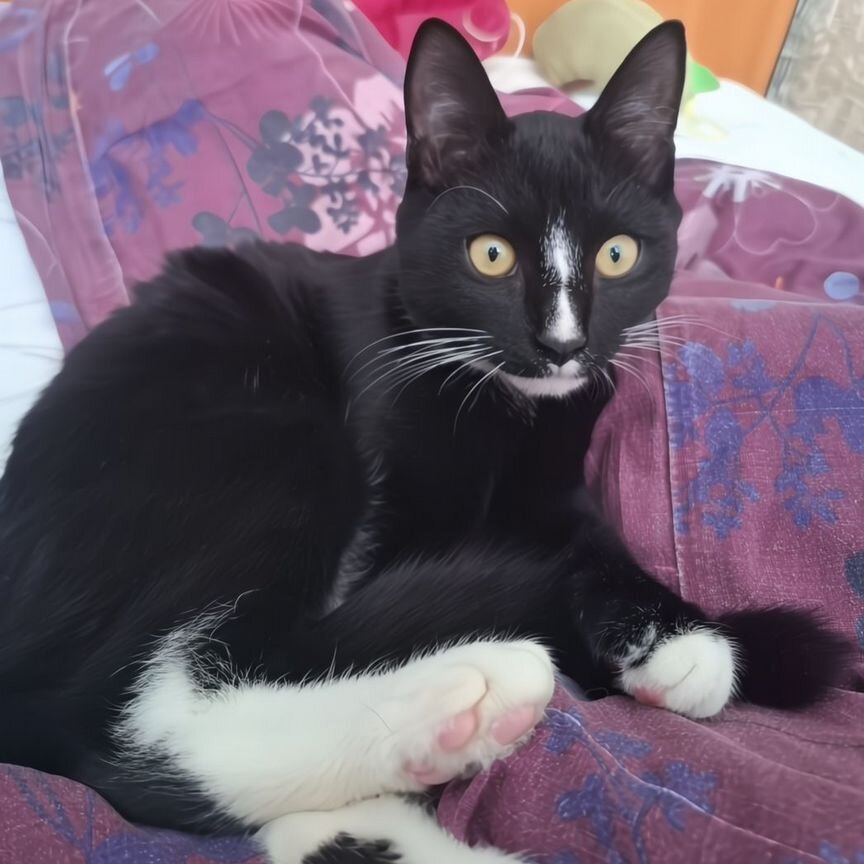 Котёнок в добрые руки