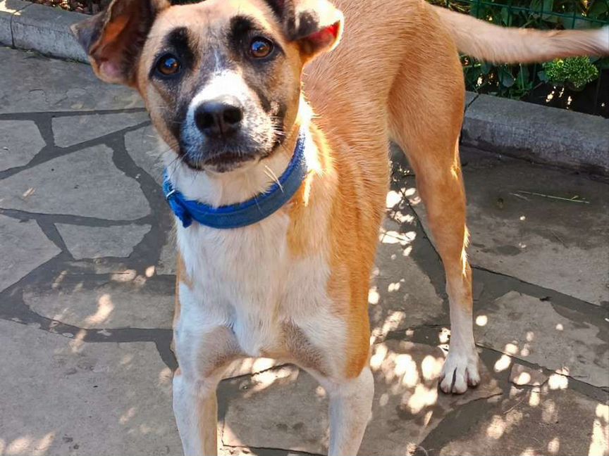 Стерилизована красавица Ева ищет семью