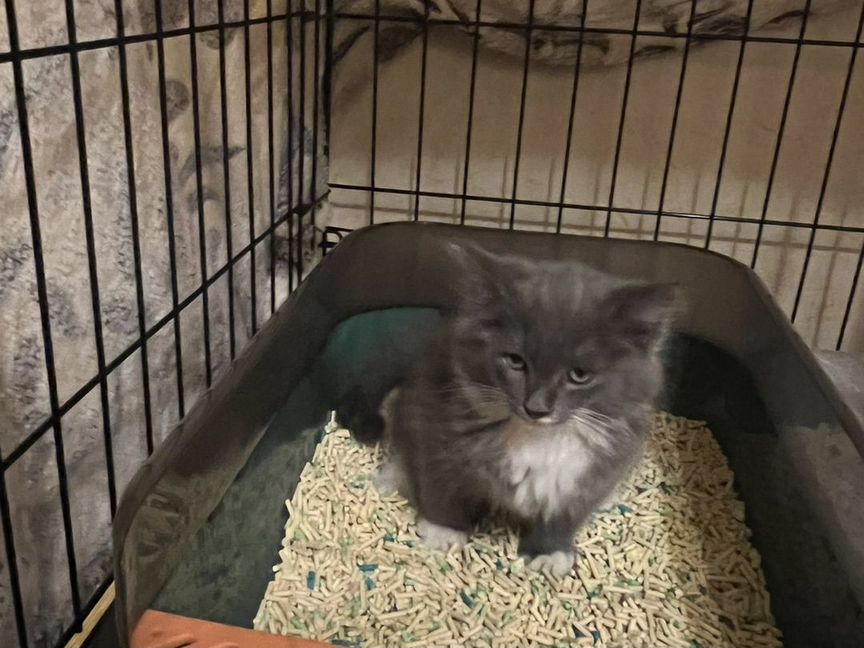 Котята