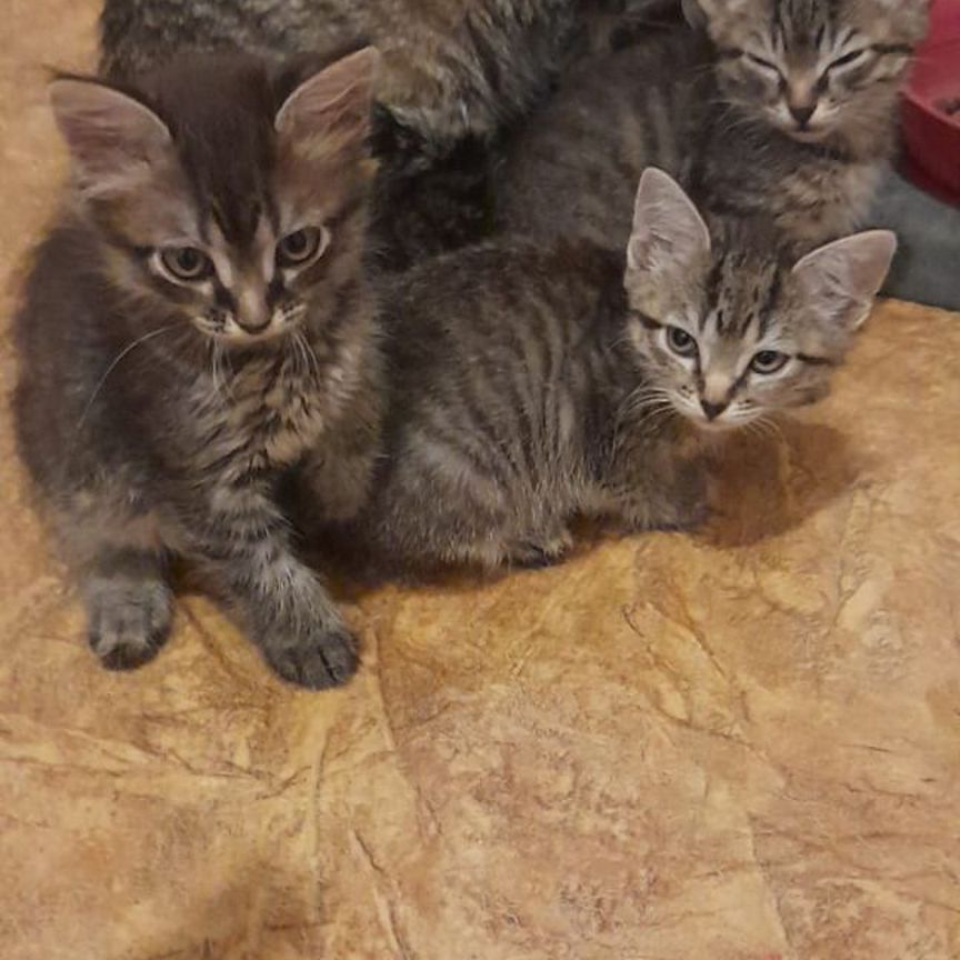 Котята метисы