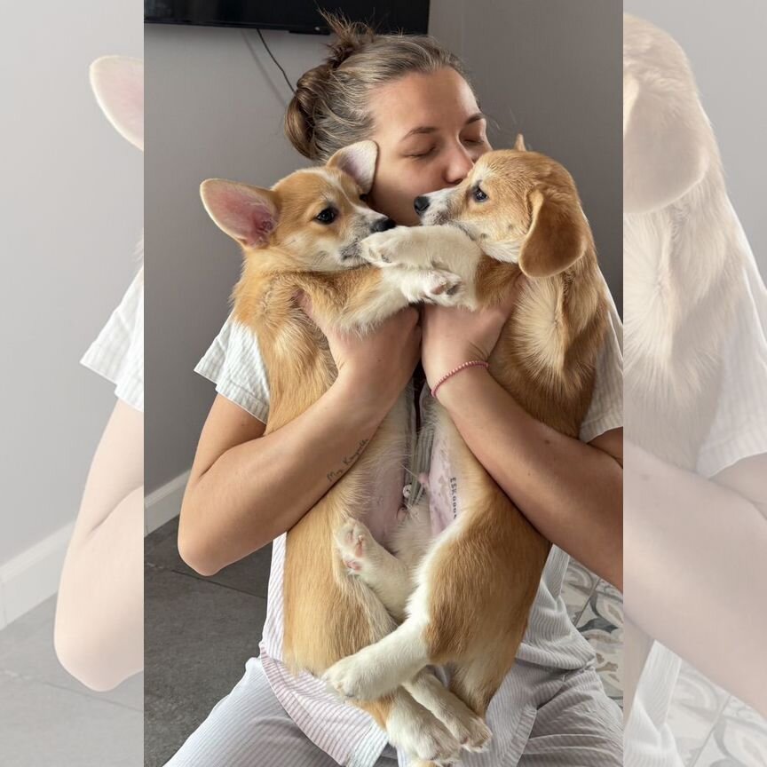 Вельш Корги Пемброк, щенок