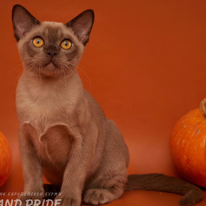 Котенко европейской бурмы (девочка)