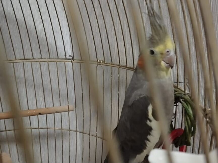 Попугай корелла мальчик