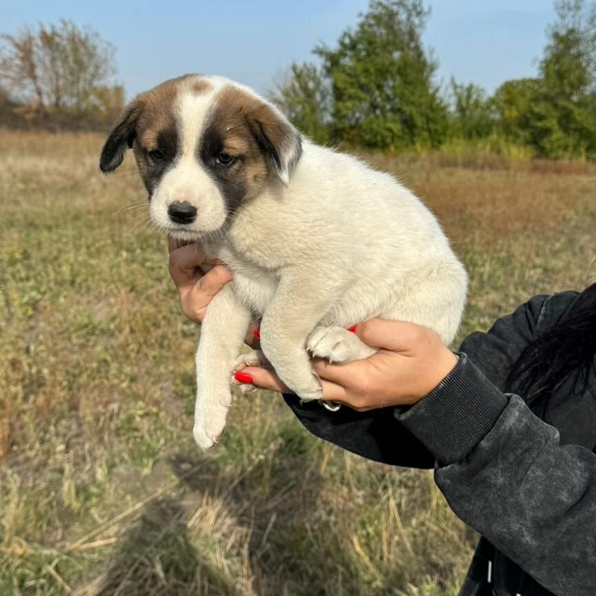 Щенок в добрые руки