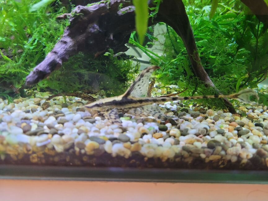 Стурисома панамская