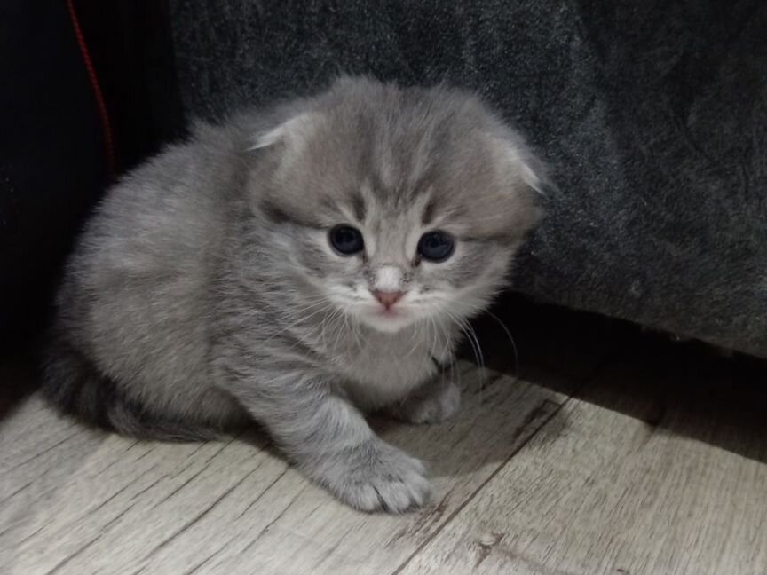 Вислоухие котята