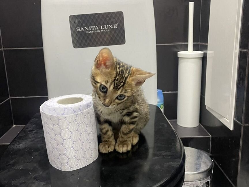 Бенгальские котята с документами