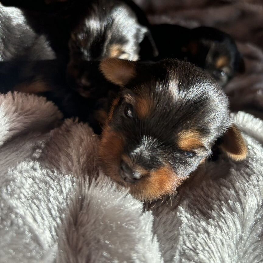 Йоркширский терьер