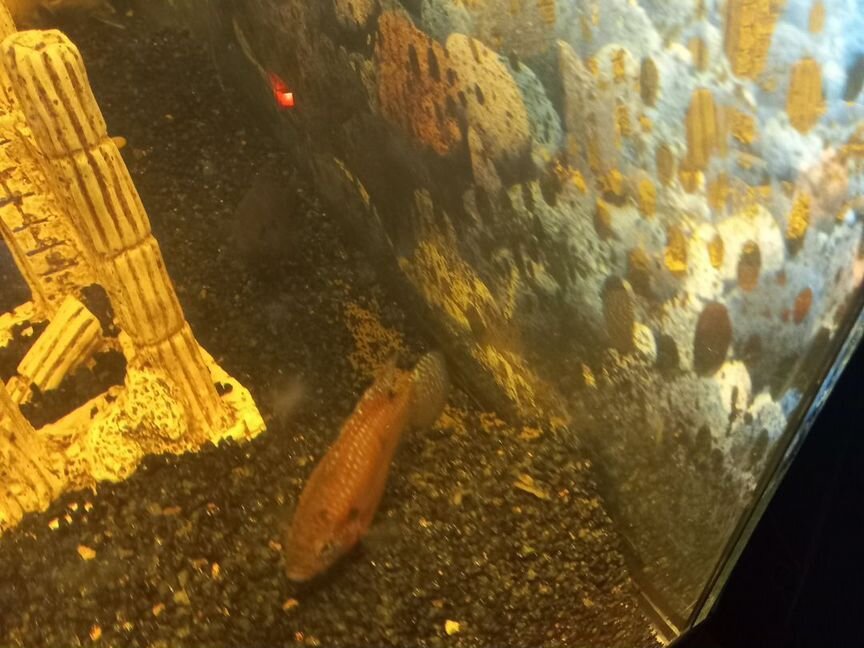 Аквариумные рыбки