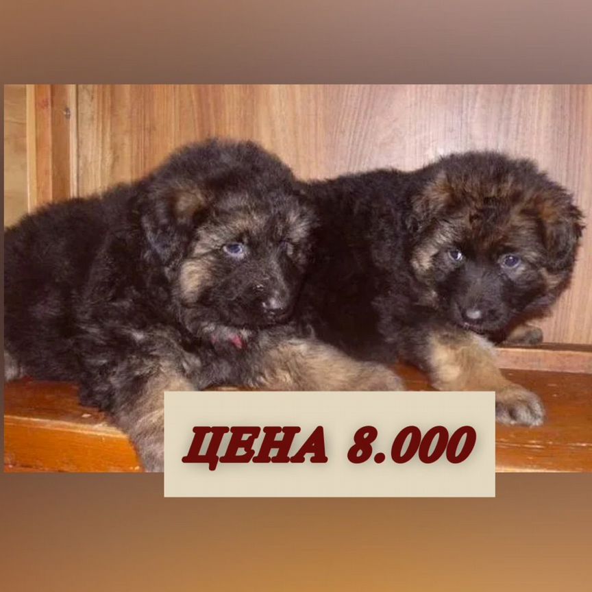 Немецкая овчарка, щенок