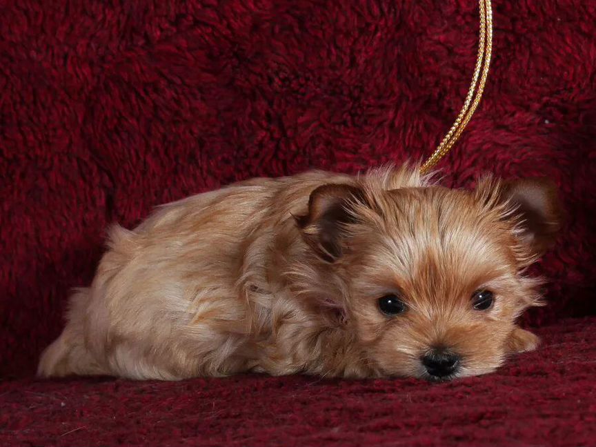 Золотой йорк