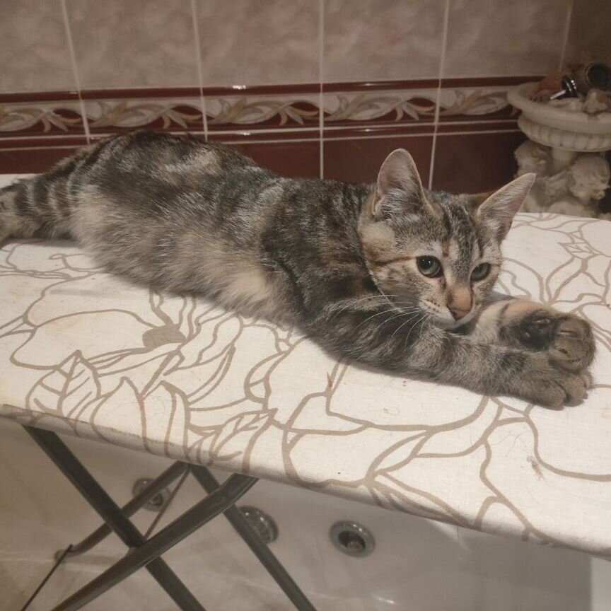 Котенок в добрые руки с личным имуществом