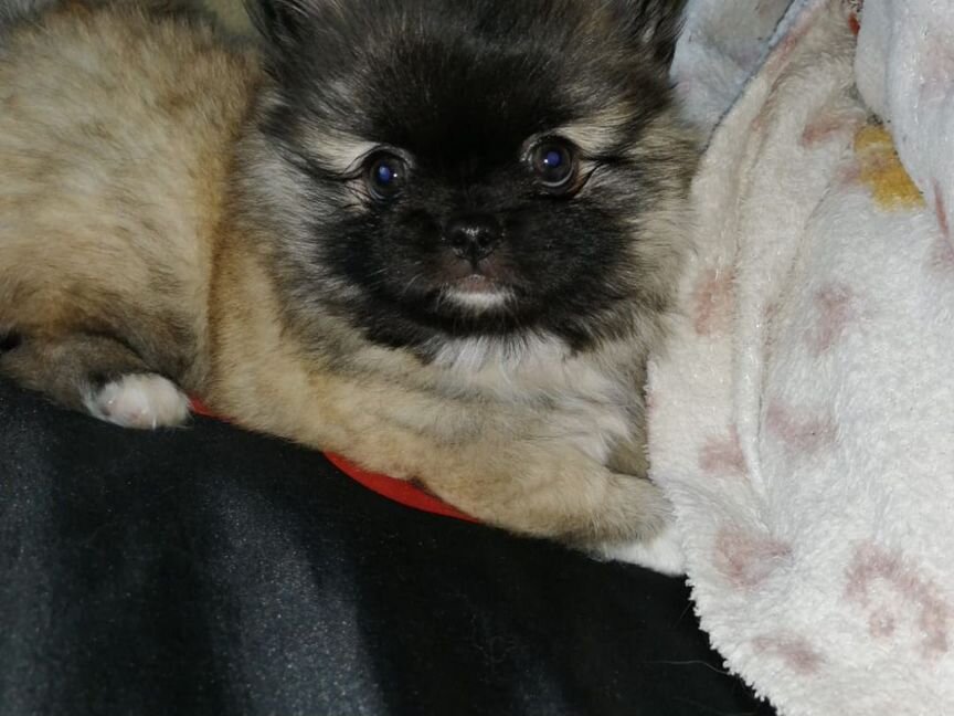 Маленькая собака